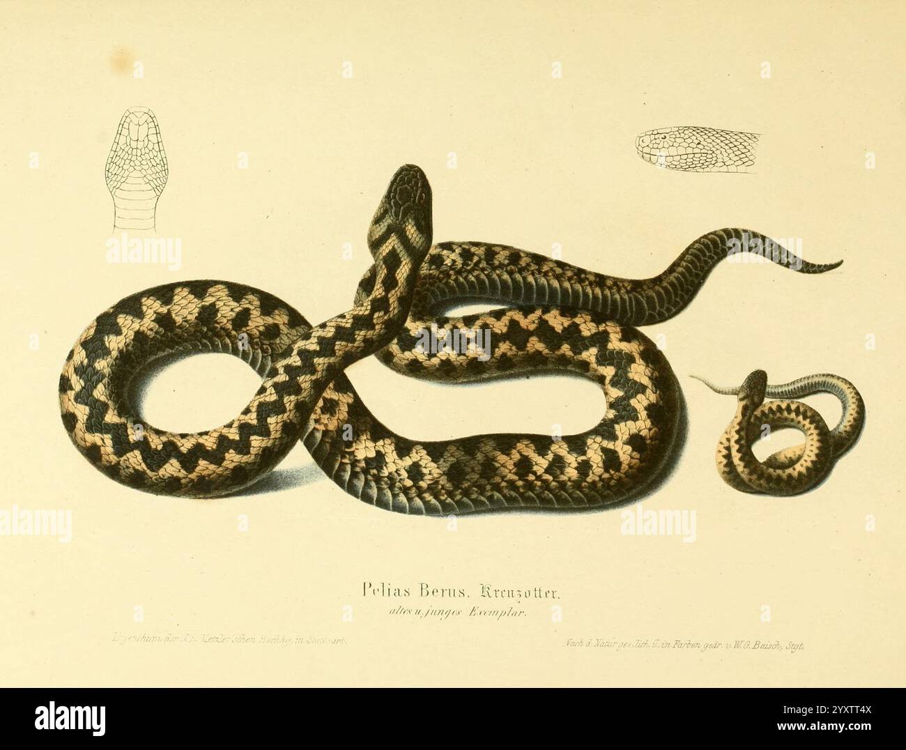 Snake gracefully coils hi-res stock photography and images - Alamy