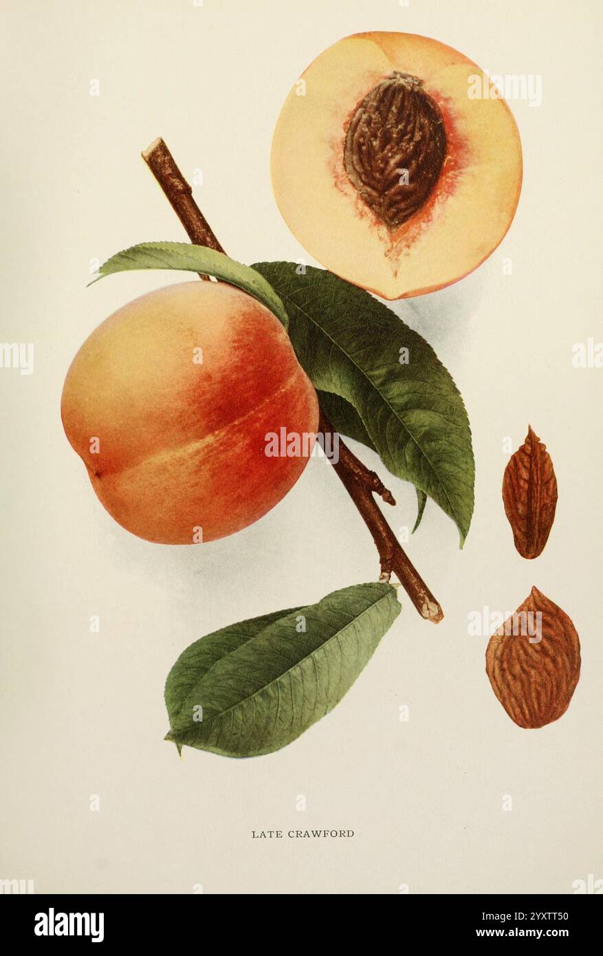 The peaches of New York, Albany, J. B. Lyon Company, printers, 1917 ...