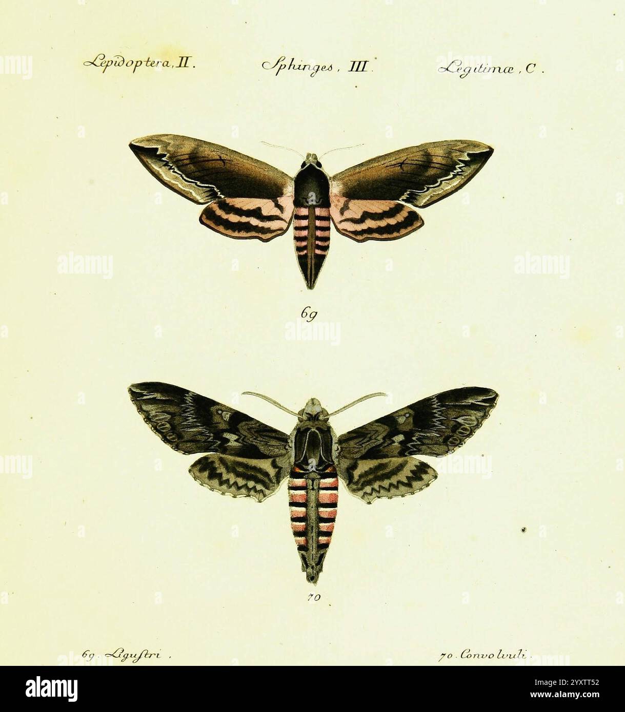 Two beautifully illustrated moths hi-res stock photography and images ...