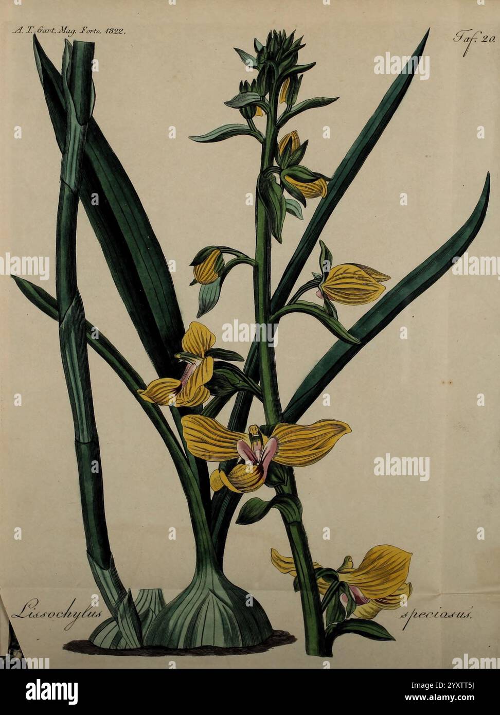 Striking vertical growth pattern hi-res stock photography and images ...