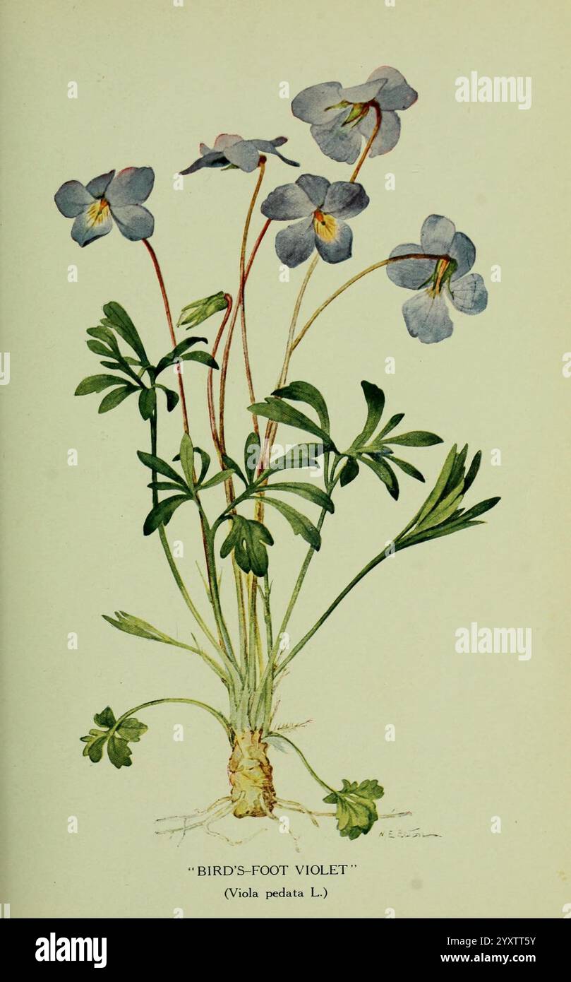 Robust root system nestled hi-res stock photography and images - Alamy