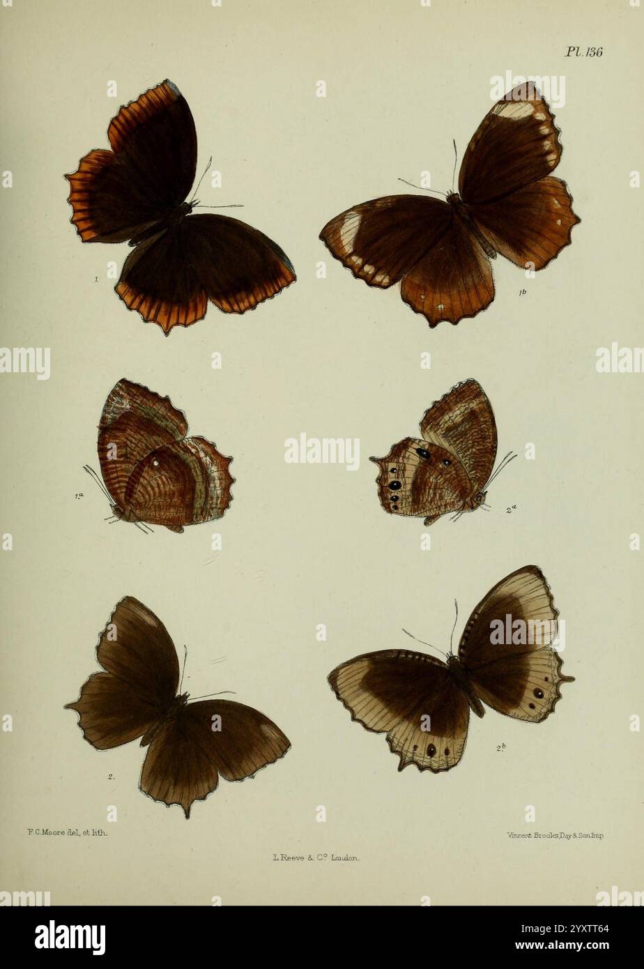 Exhibiting broad wings hi-res stock photography and images - Alamy