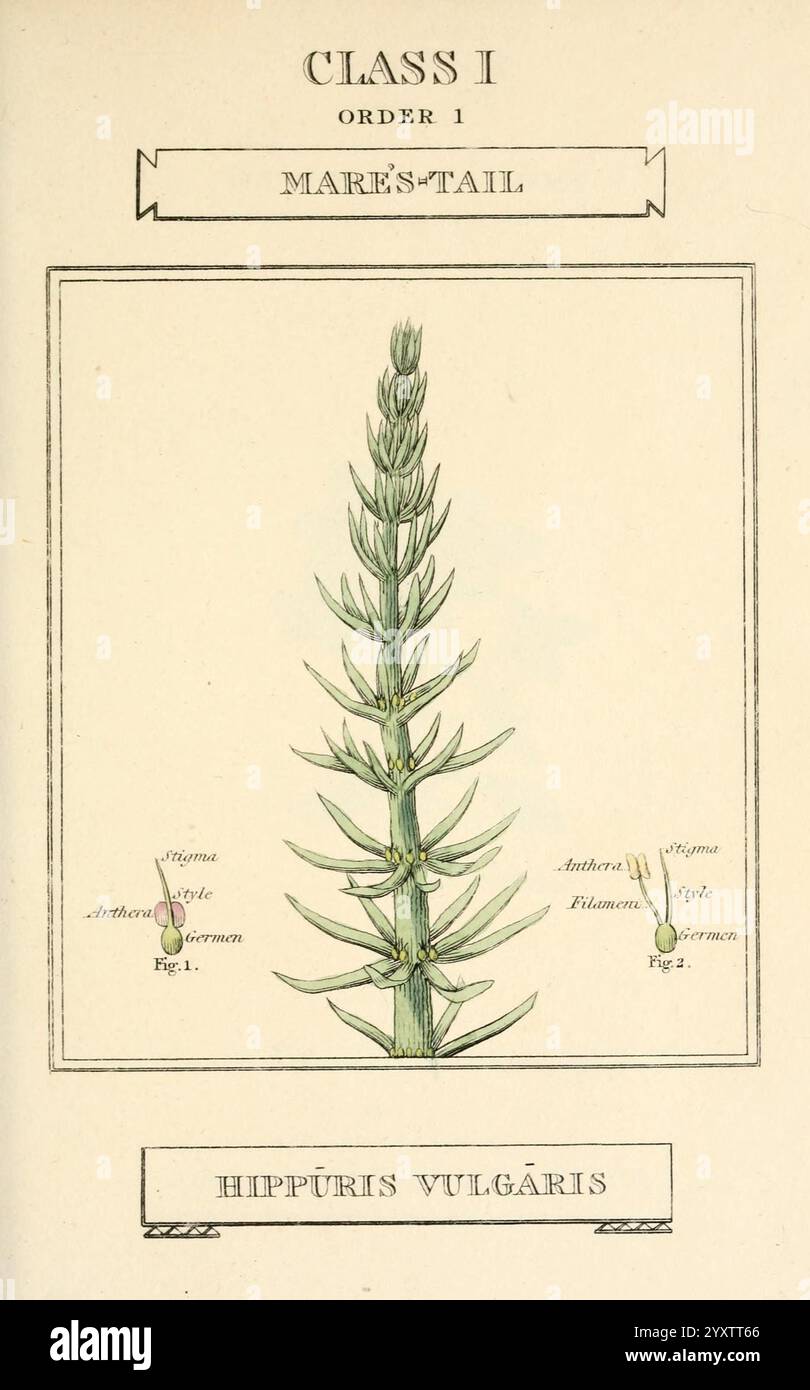 Murray 1812 plants classification pictorial works hi-res stock ...