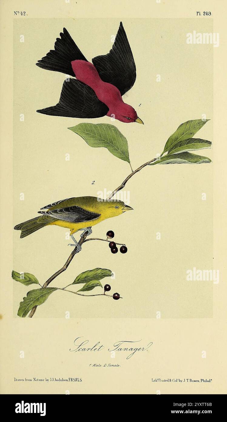 Female scarlet tanager showcases hi-res stock photography and images ...