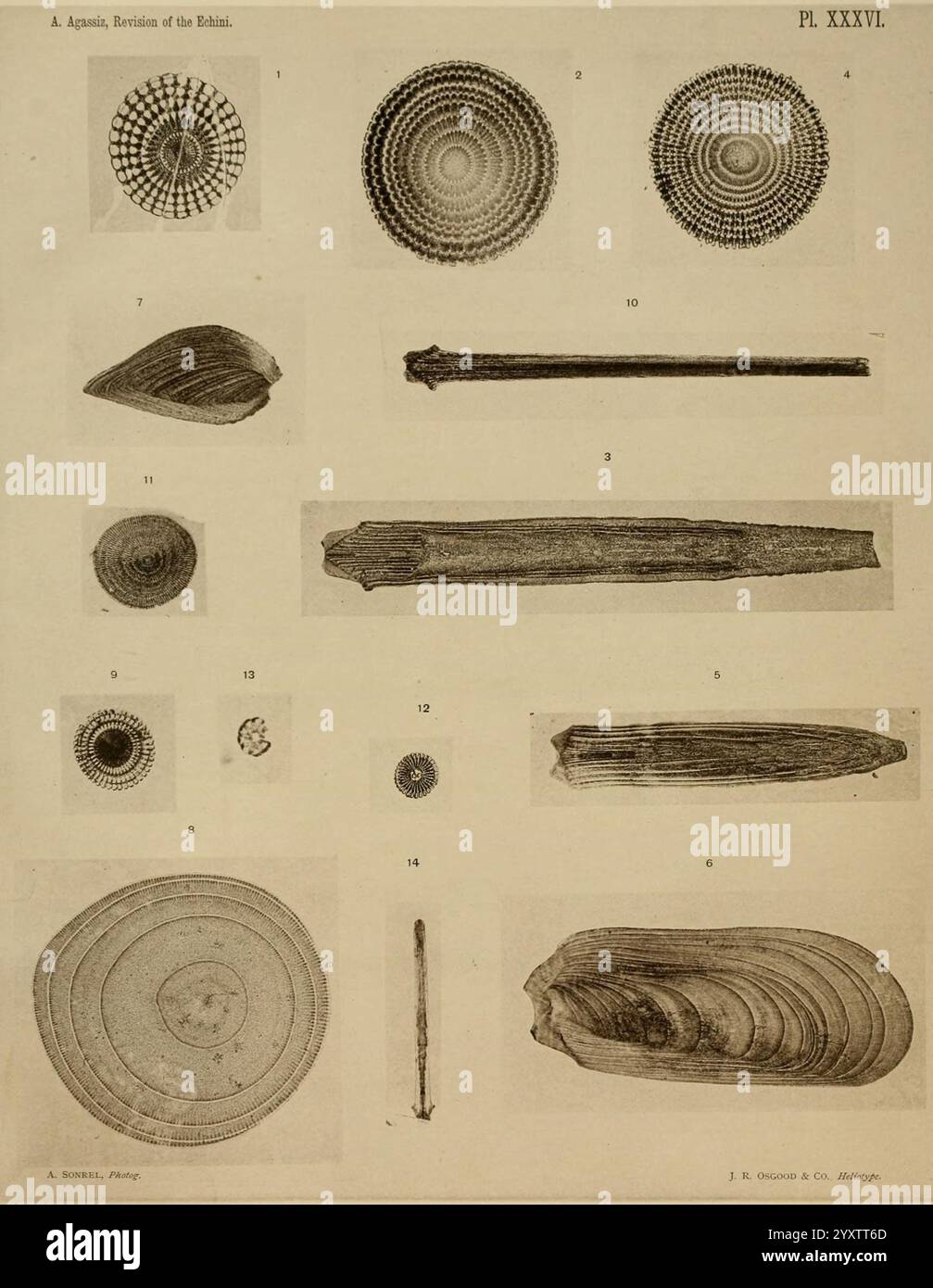 Classification echinodermata sea urchins museum hi-res stock ...
