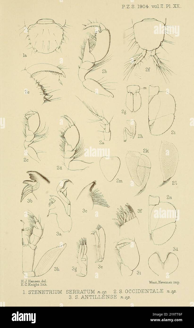 Numbered Figure Highlights Specific Morphological Characteristic Hi Res