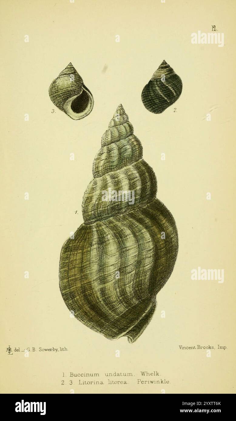 Whelk litorina hi-res stock photography and images - Alamy
