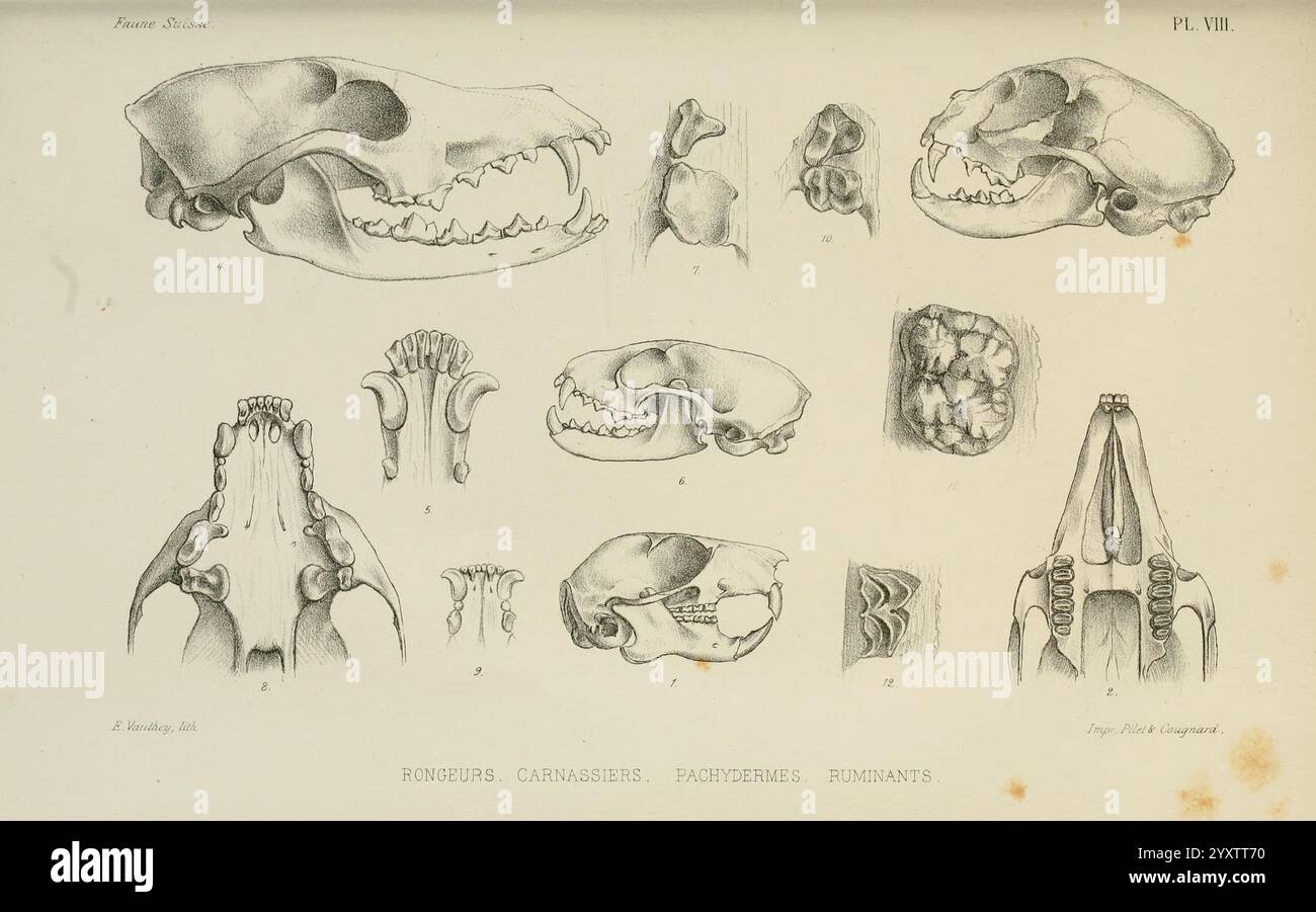 Comprehensive understanding of dental morphology hi-res stock ...