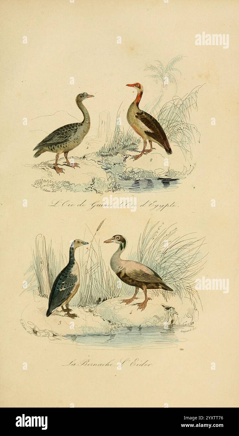 Indicating swift movement hi-res stock photography and images - Alamy