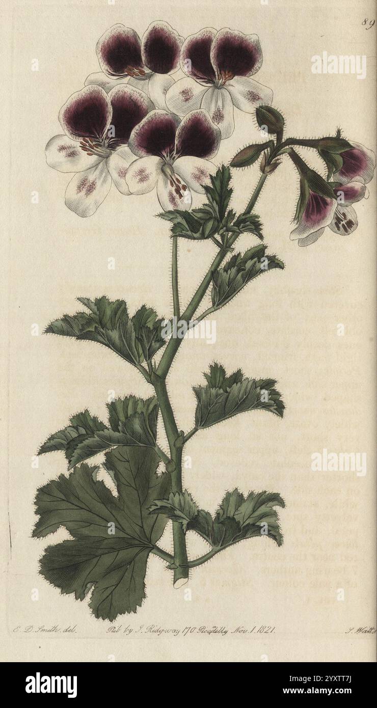 Geraniaceae, London, Printed for James Ridgway, Piccadilly, 1820-1830 ...
