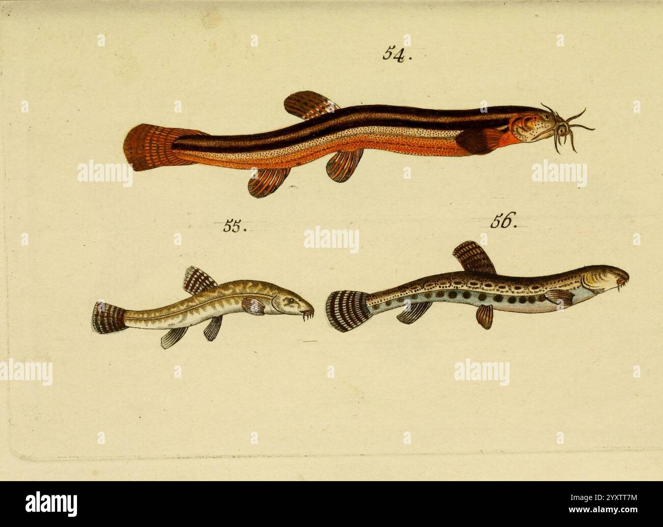 Exhibiting distinct physical features hi-res stock photography and ...