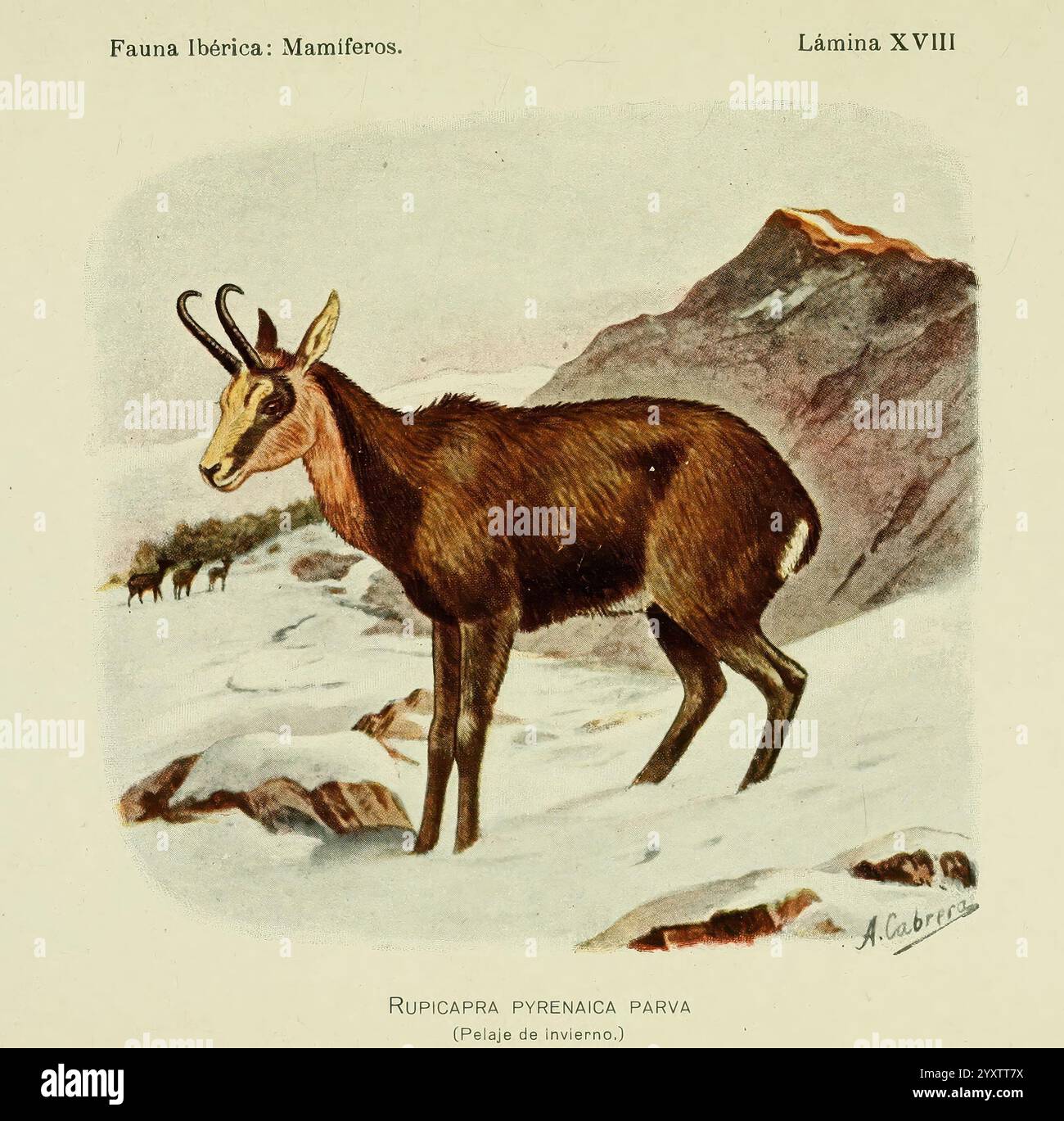 Trinomial rupicapra hi-res stock photography and images - Alamy