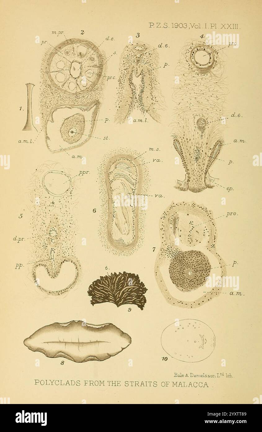 Proceedings of the Zoological Society of London, London, Academic Press ...