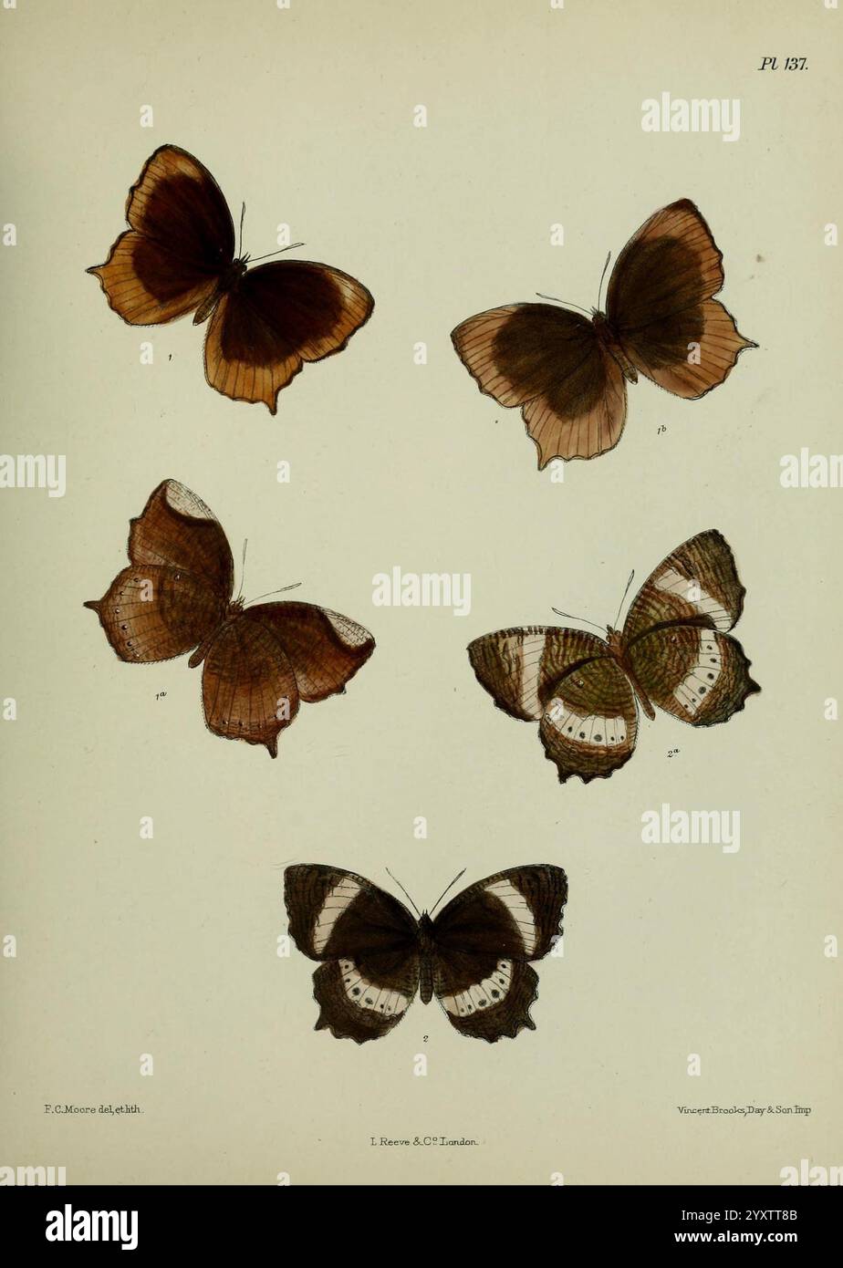 Top row presents five species hi-res stock photography and images - Alamy