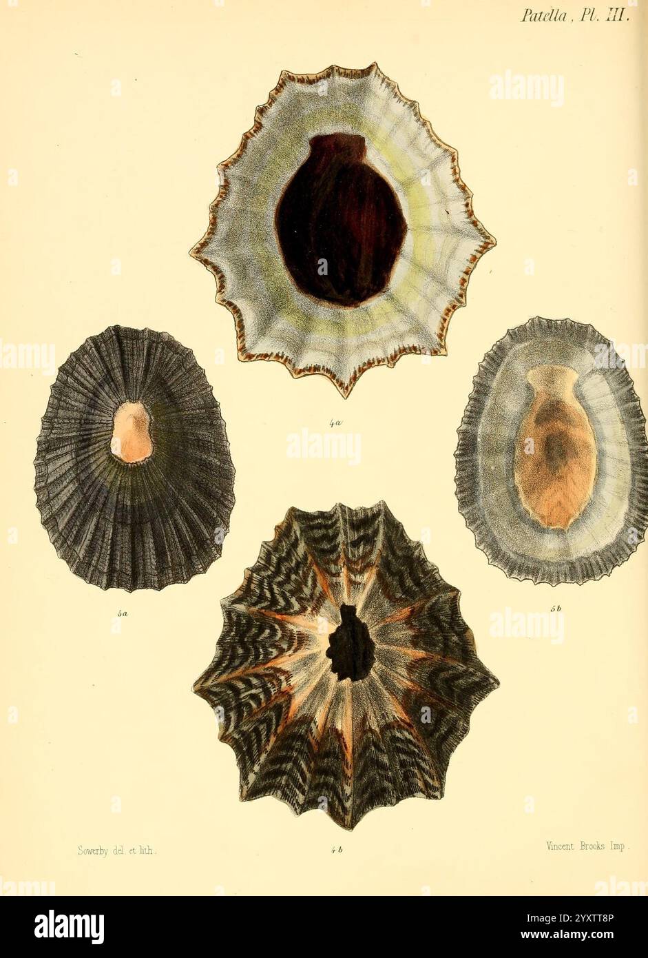 Showcasing striking designs hi-res stock photography and images - Alamy