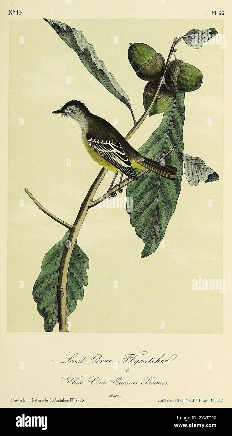 The Birds of America New York G.R. Lockwood 1871 1839 Birds North ...
