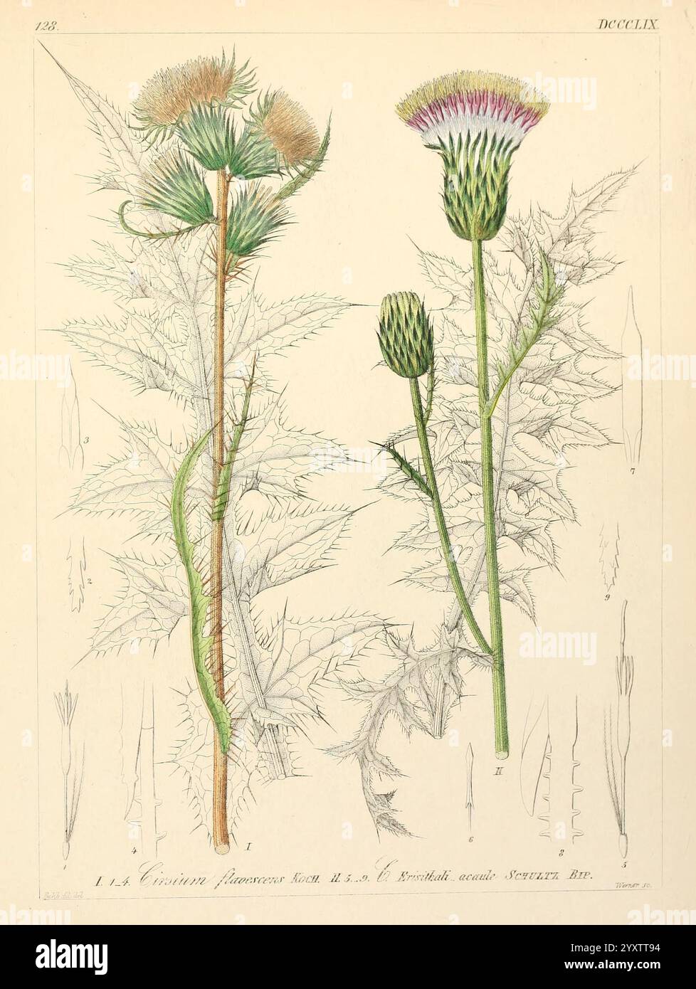 Detailed botanical illustration features two thistle plants side hi-res ...