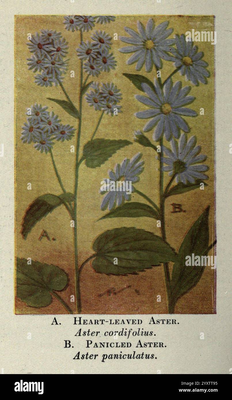 Panicked aster hi-res stock photography and images - Alamy