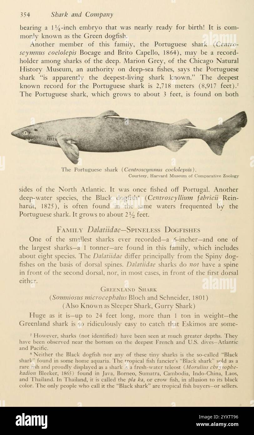 Fishs impressive size hi-res stock photography and images - Alamy