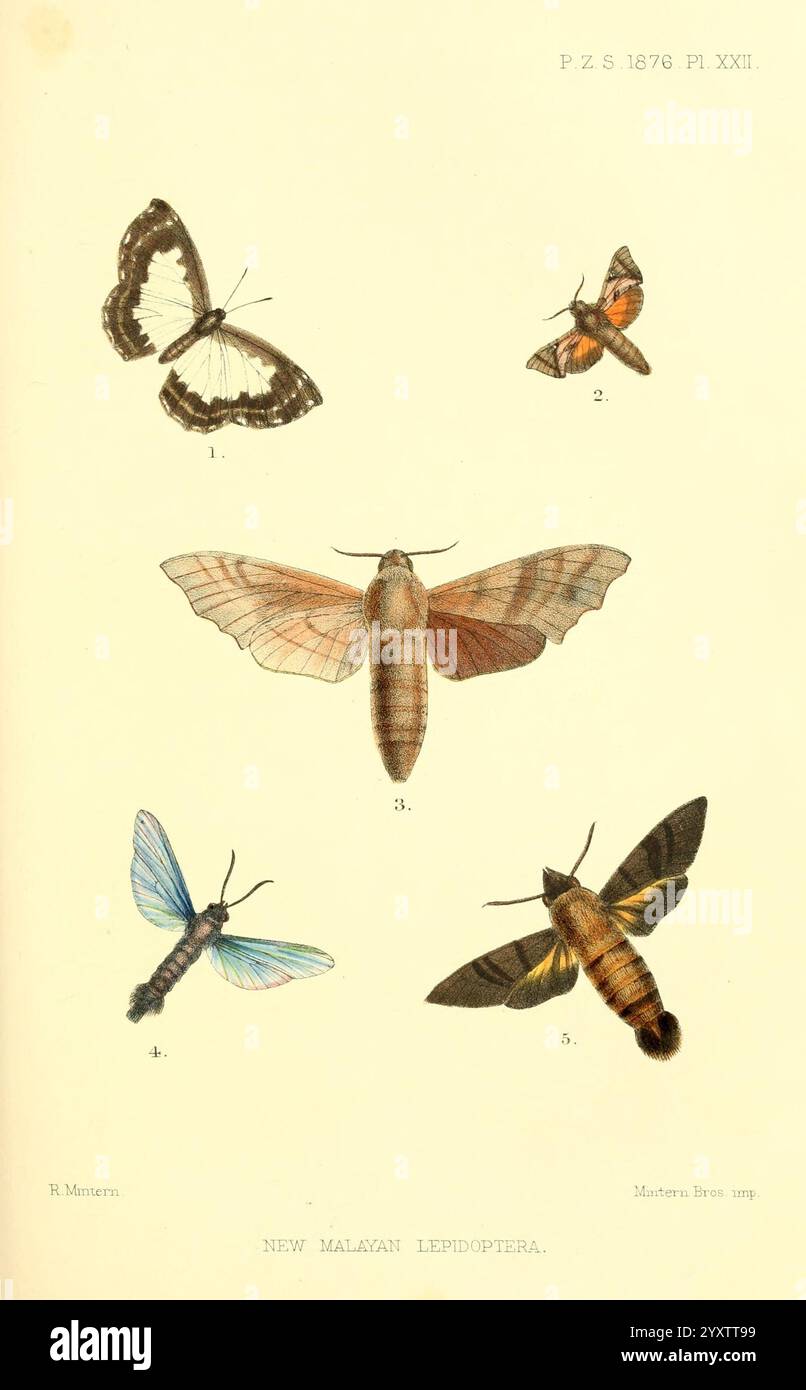 Five distinct lepidopterans hi-res stock photography and images - Alamy