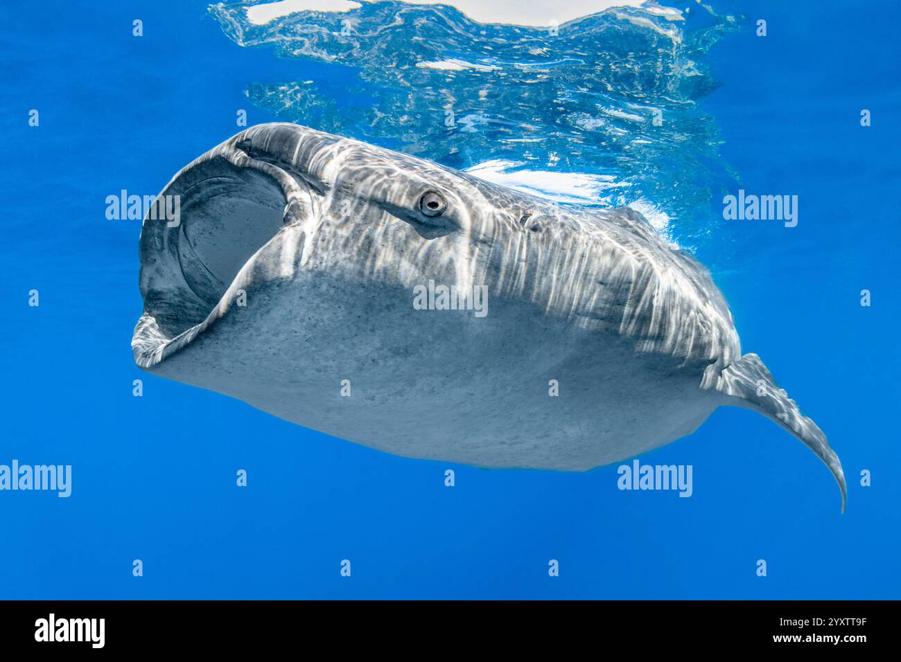 whale shark, Rhincodon typus, feeding on plankton, Isla Mujeres, Mexico ...