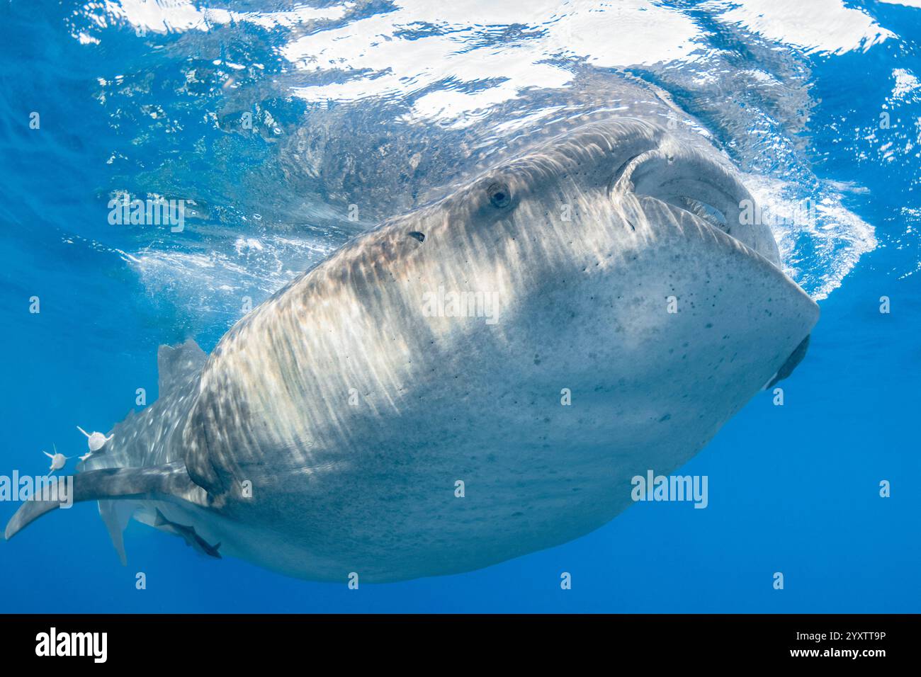 Plankton eating shark species hi-res stock photography and images - Alamy