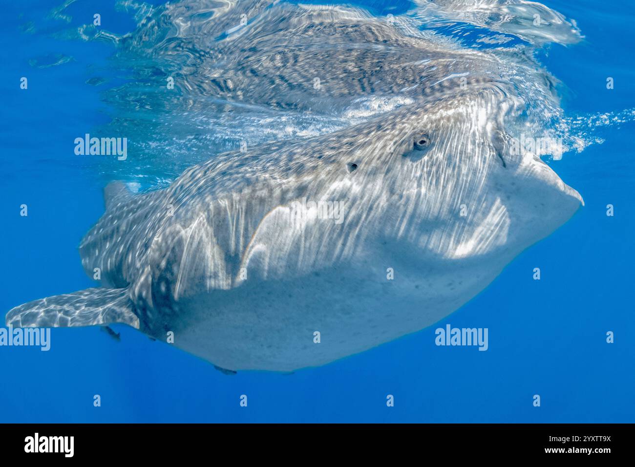 whale shark, Rhincodon typus, feeding on plankton, Isla Mujeres, Mexico ...