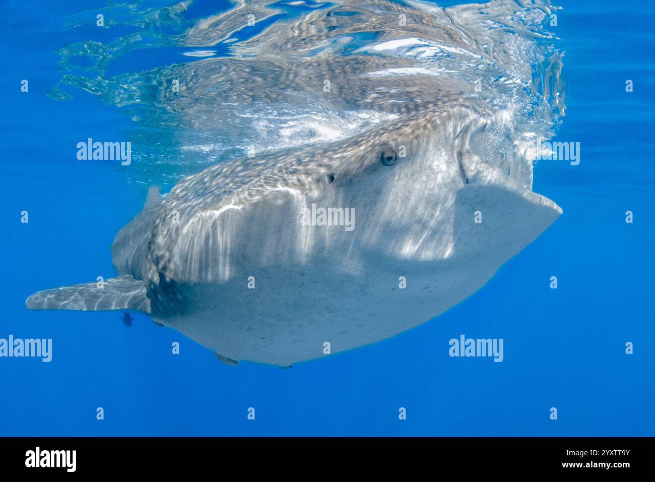 whale shark, Rhincodon typus, feeding on plankton, Isla Mujeres, Mexico ...