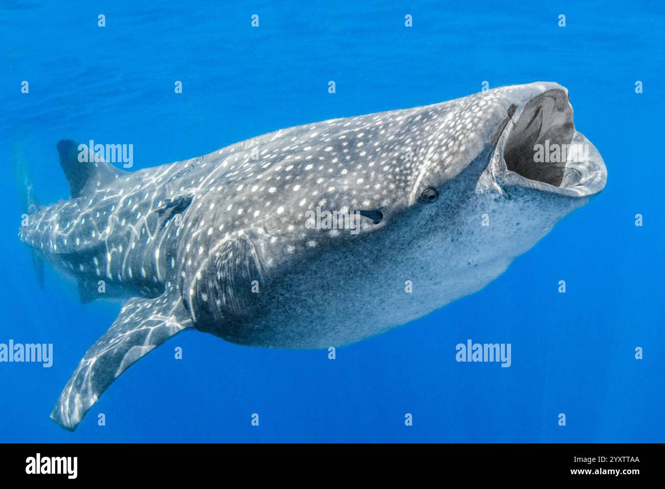 whale shark, Rhincodon typus, feeding on plankton, Isla Mujeres, Mexico ...