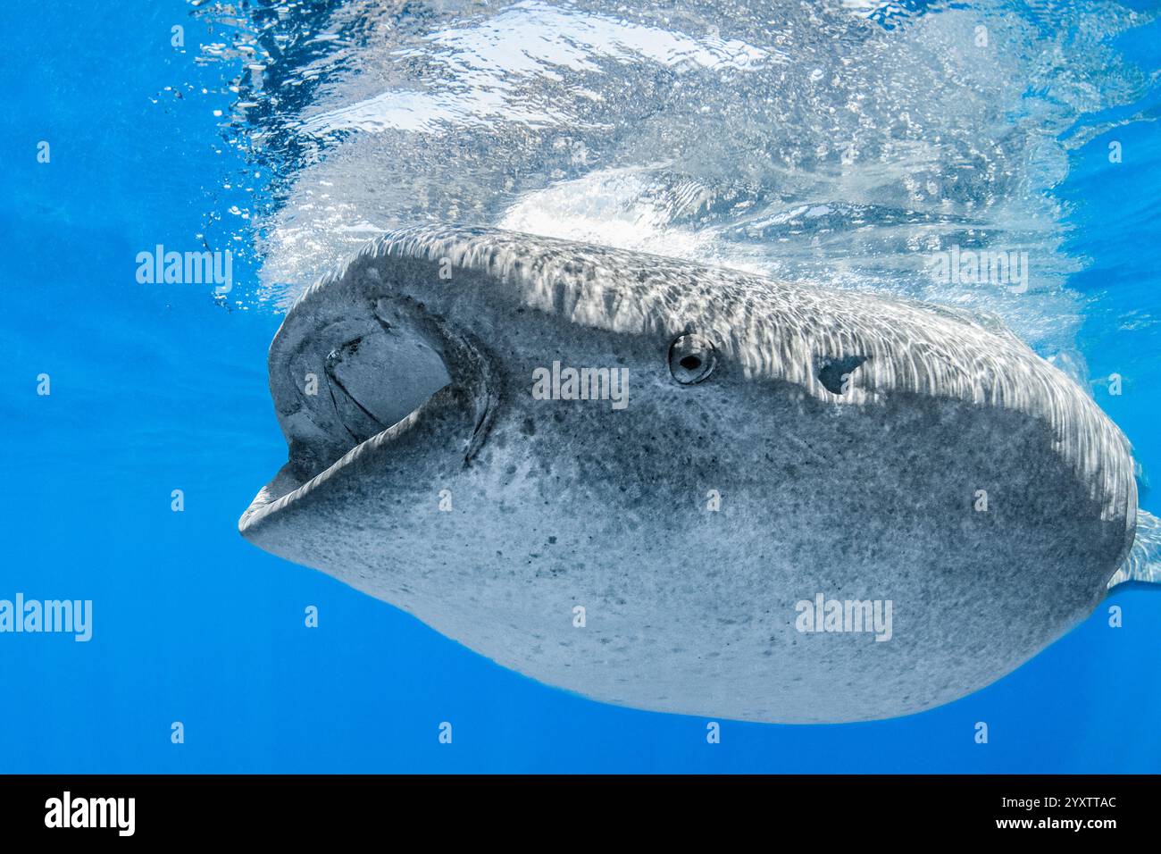 whale shark, Rhincodon typus, feeding on plankton, Isla Mujeres, Mexico ...