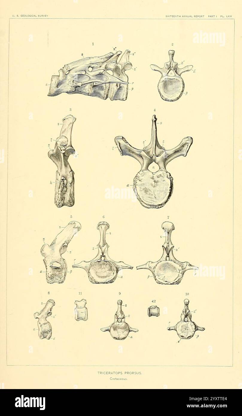 The dinosaurs of North America, Washington, Govt. Print, 1896 ...