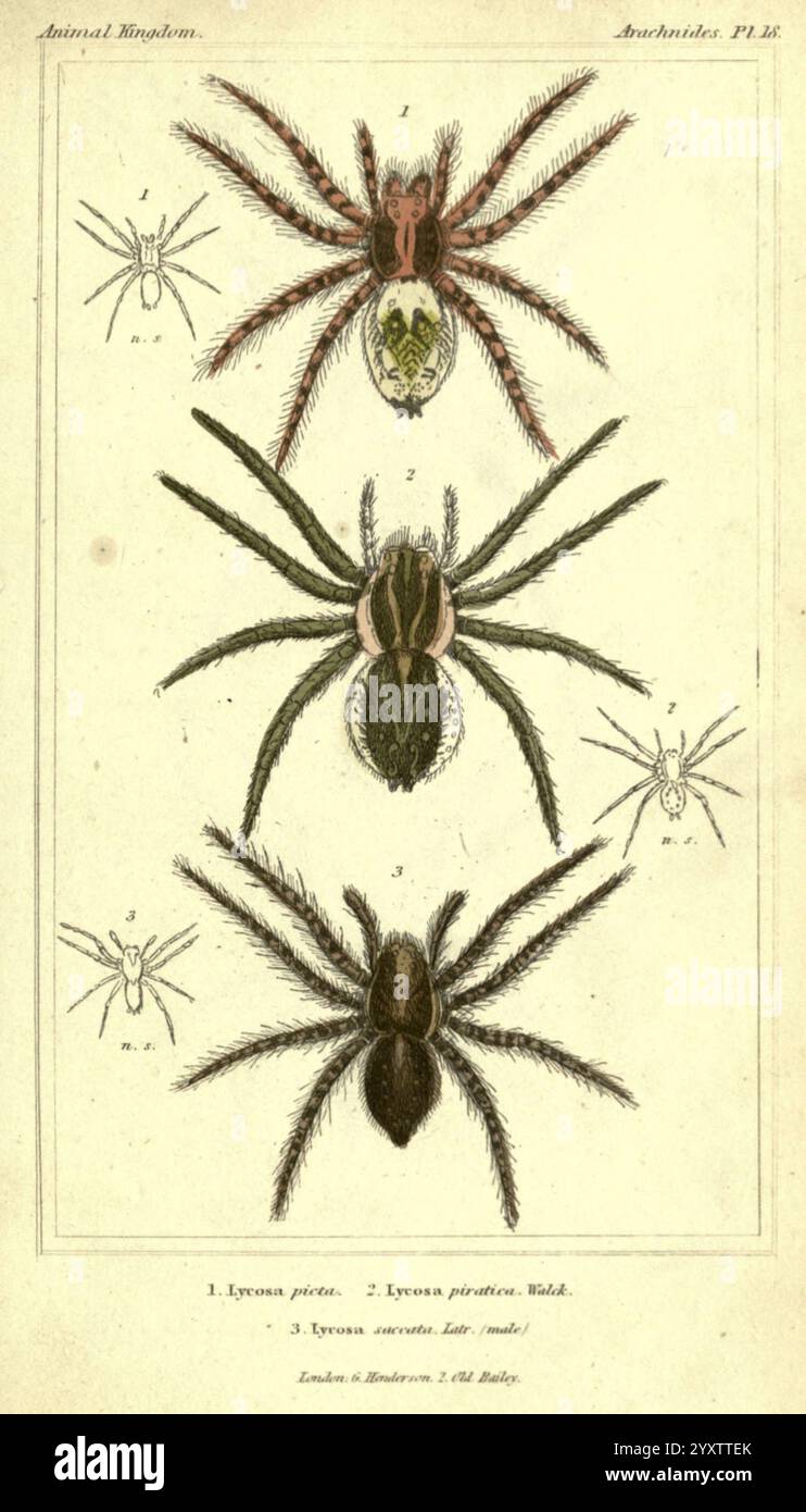 The, animal, kingdom, arranged, according, to, its, organization ...