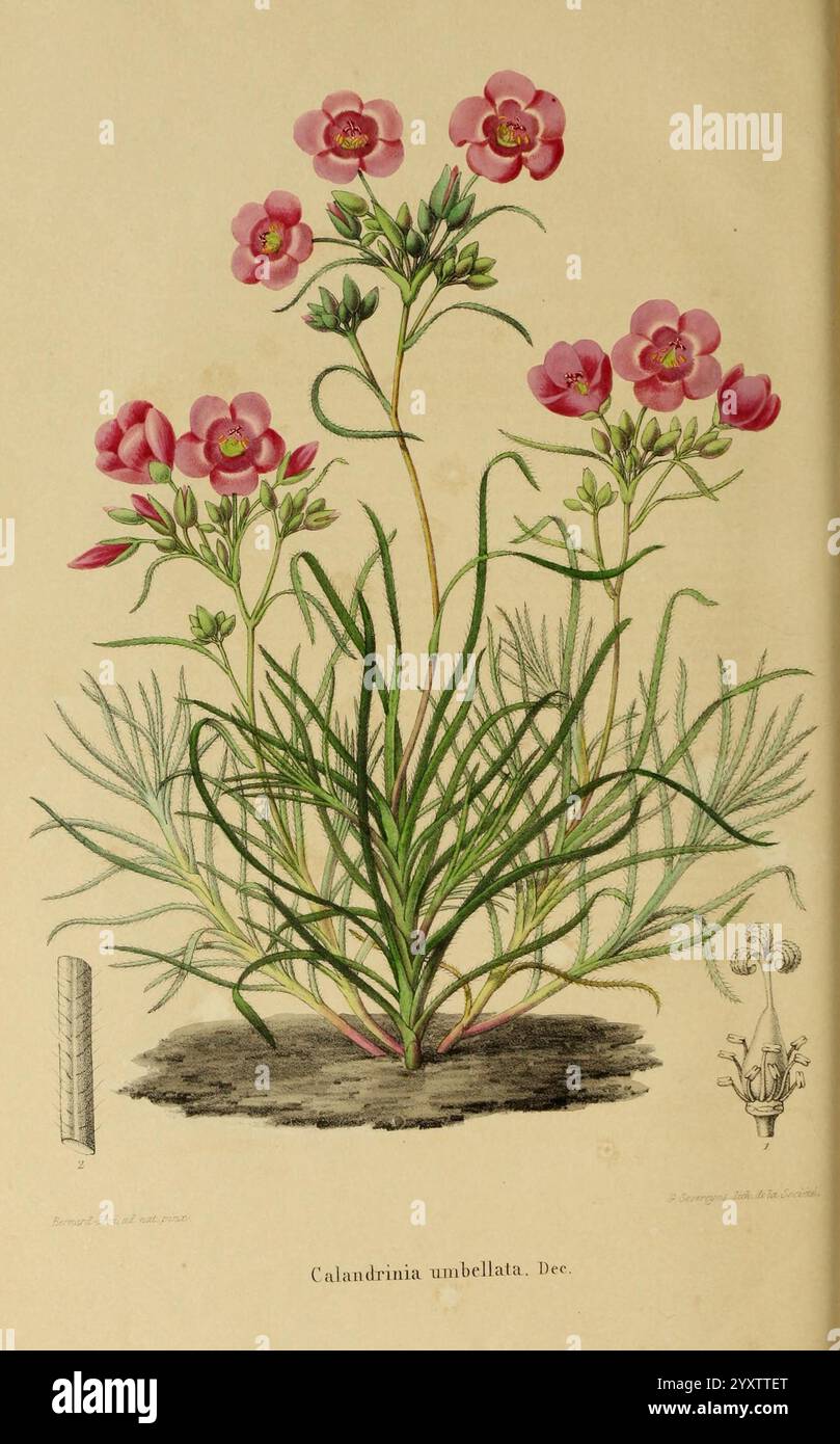 Annales de la Société royale d'agriculture et de botanique de Gand ...