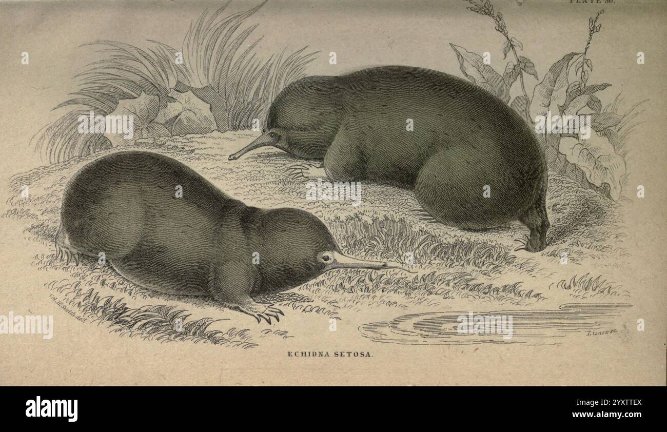 1833 mammalia mammals hi-res stock photography and images - Alamy