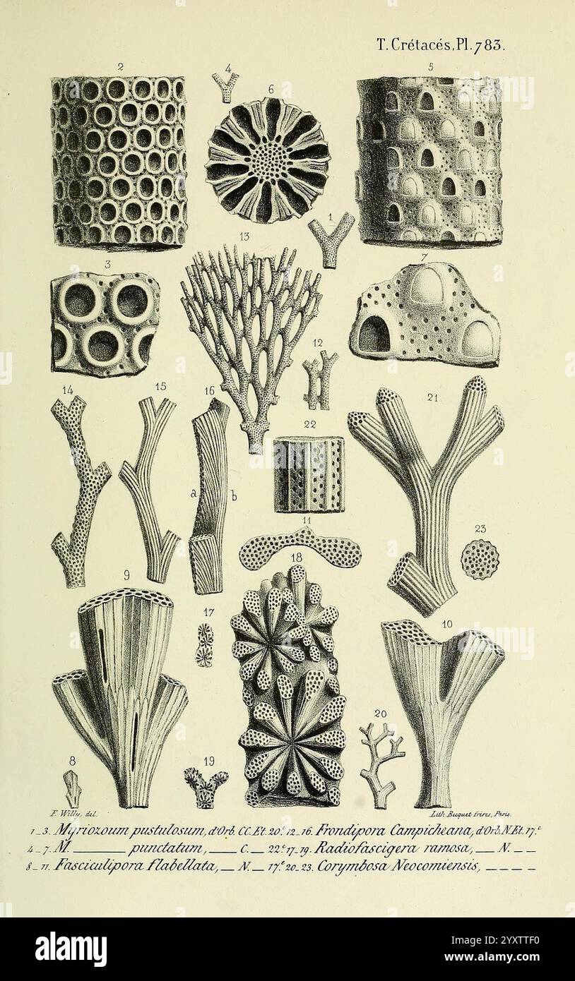 Understanding mollusk morphology hi-res stock photography and images - Alamy