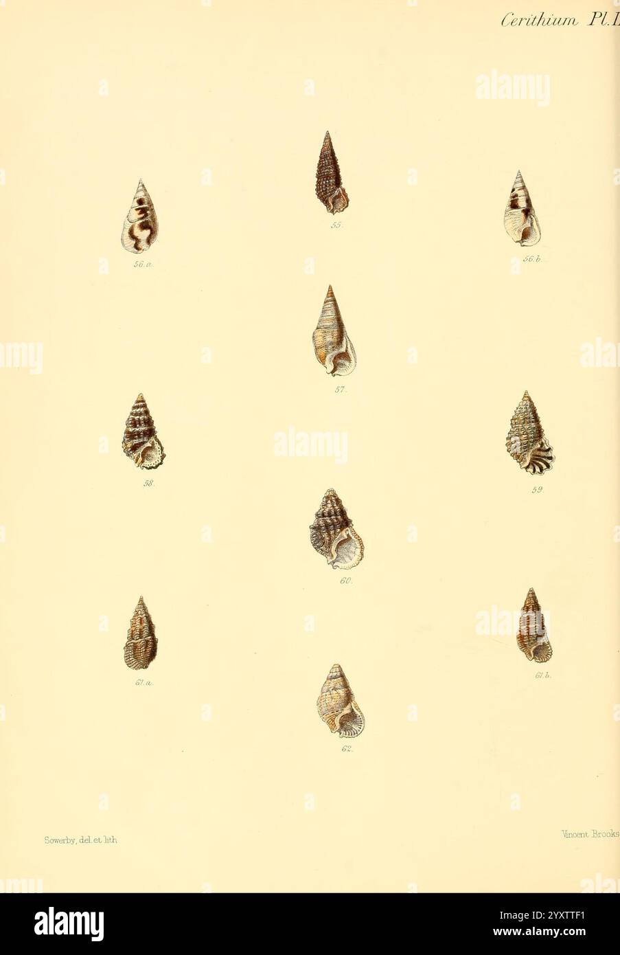 Conchologia Iconica, or Illustrations of the Shells of Molluscous ...