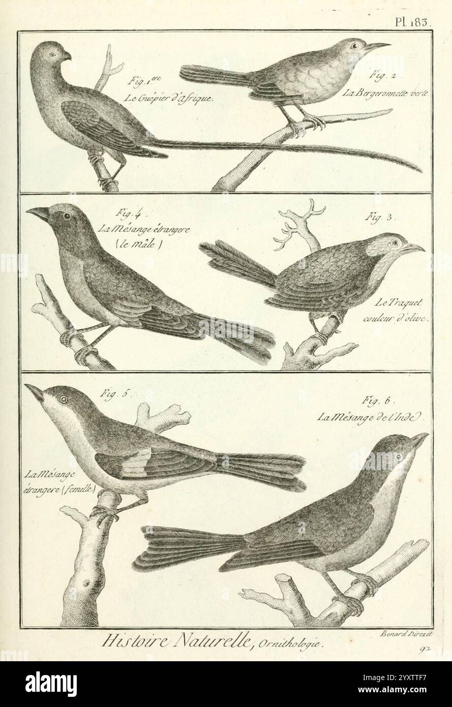 Rounder bird hi-res stock photography and images - Alamy