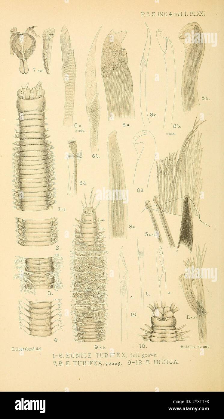Providing valuable anatomical details hi-res stock photography and ...