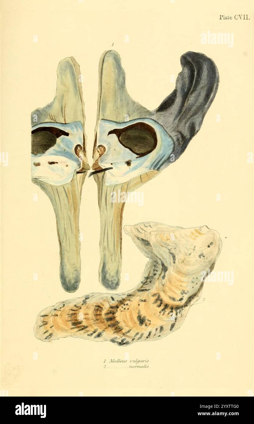 Highlighting intricate internal structures hi-res stock photography and ...