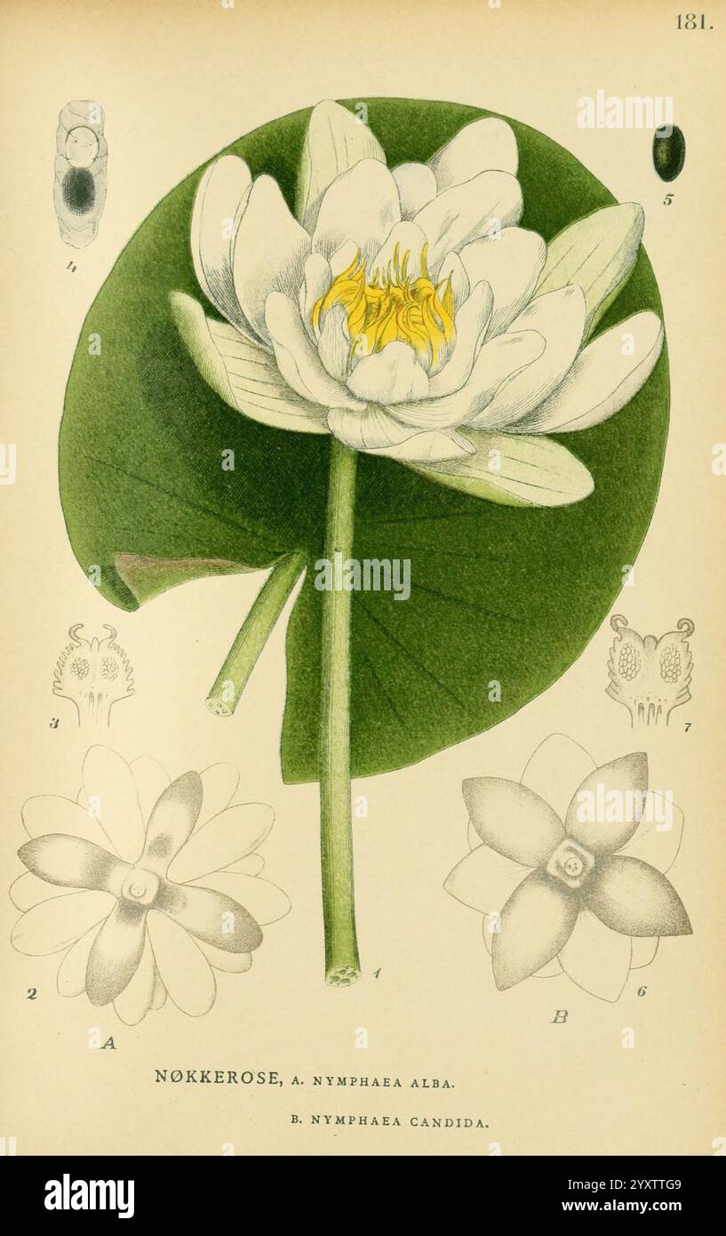 Billeder af Nordens flora, København, G.E.C. Gad, 1901-1903 [i.e. 1907 ...