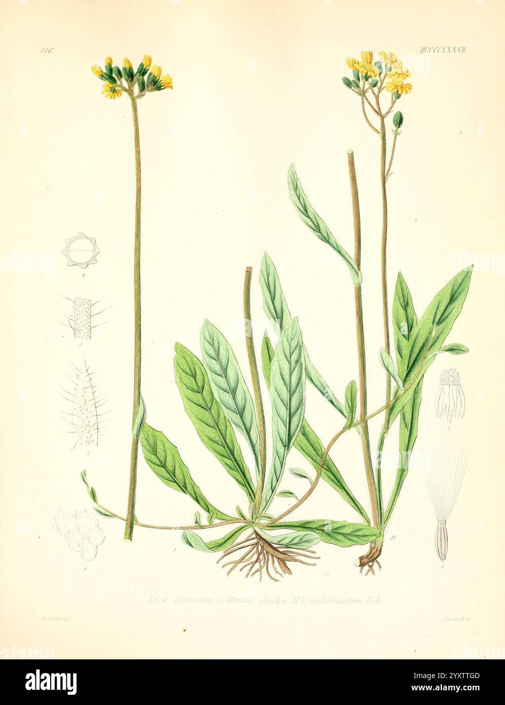 Highlight specific plant features hi-res stock photography and images ...