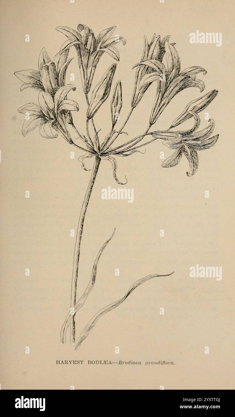 Detailed drawing showcases hi-res stock photography and images - Alamy