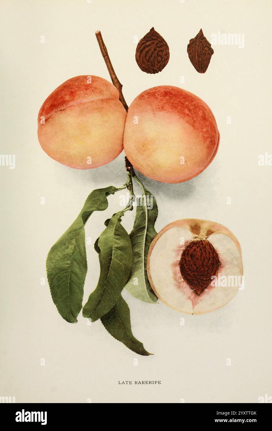 Characteristic soft texture hi-res stock photography and images - Alamy