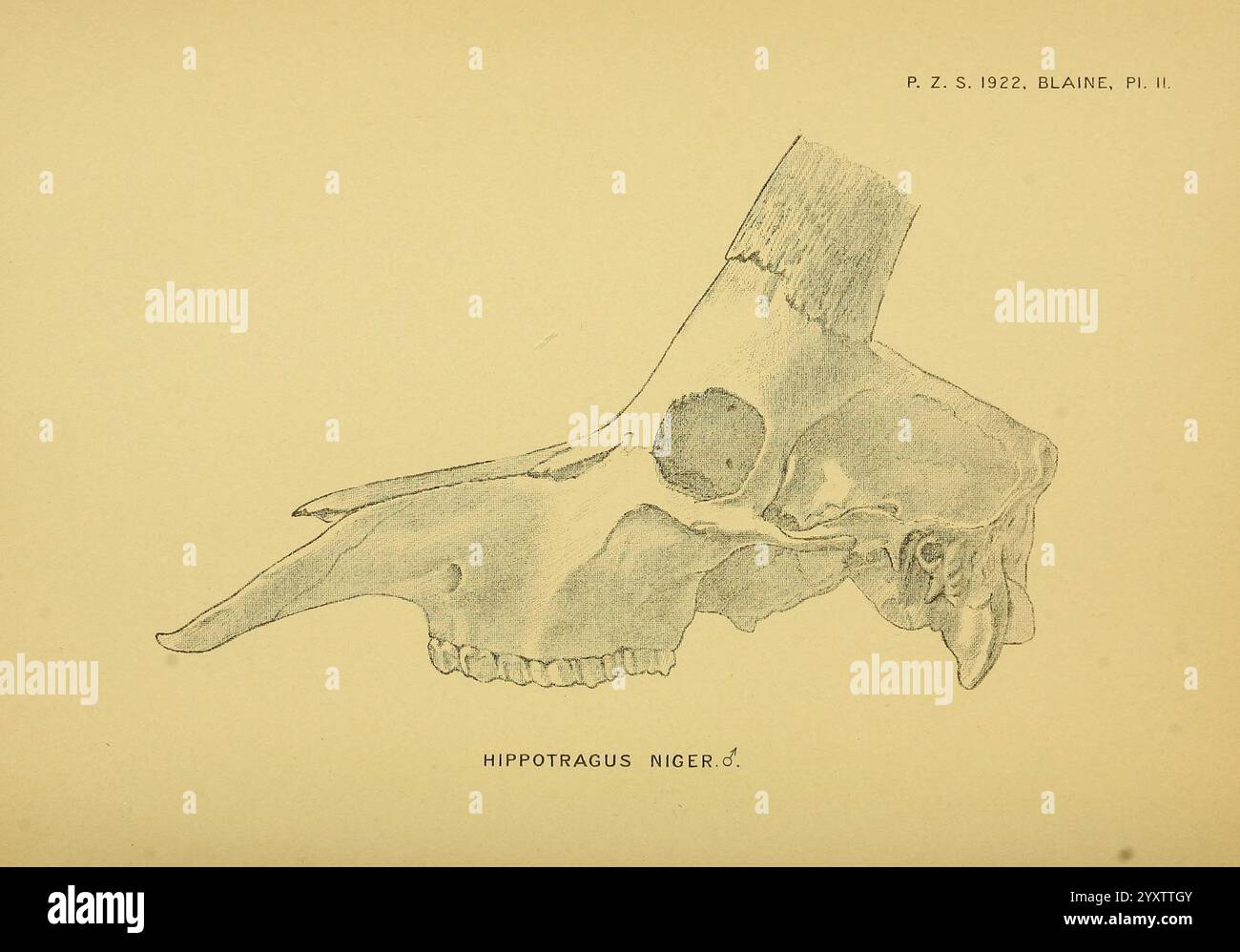 Proceedings of the Zoological Society of London, London, Academic Press ...
