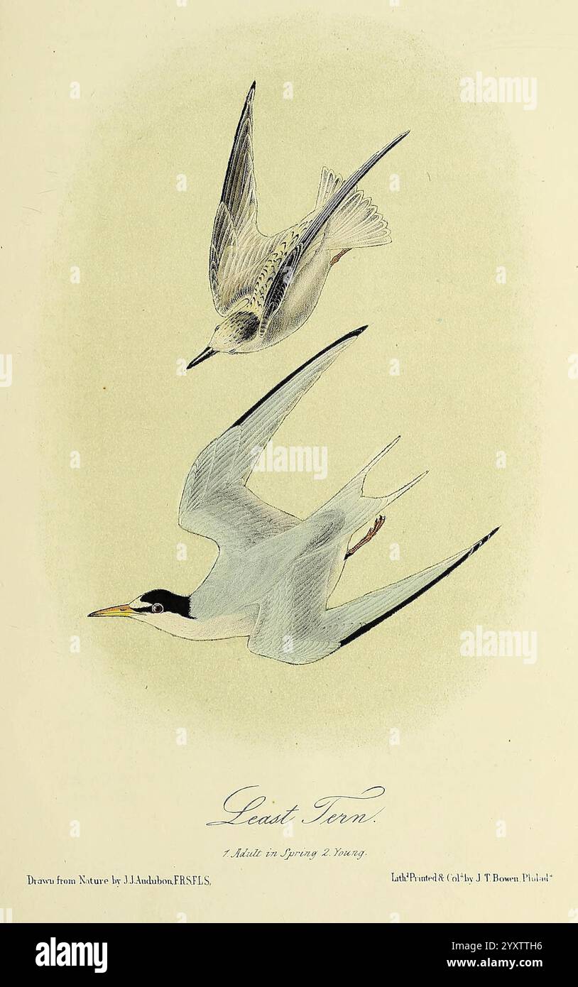 Two least terns hi-res stock photography and images - Alamy