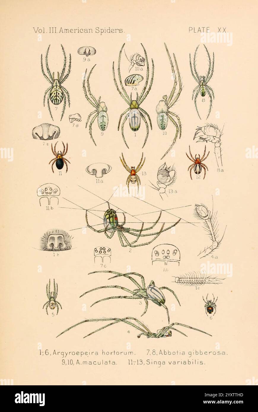 Variety of detailed depictions of different arachnid species hi-res ...
