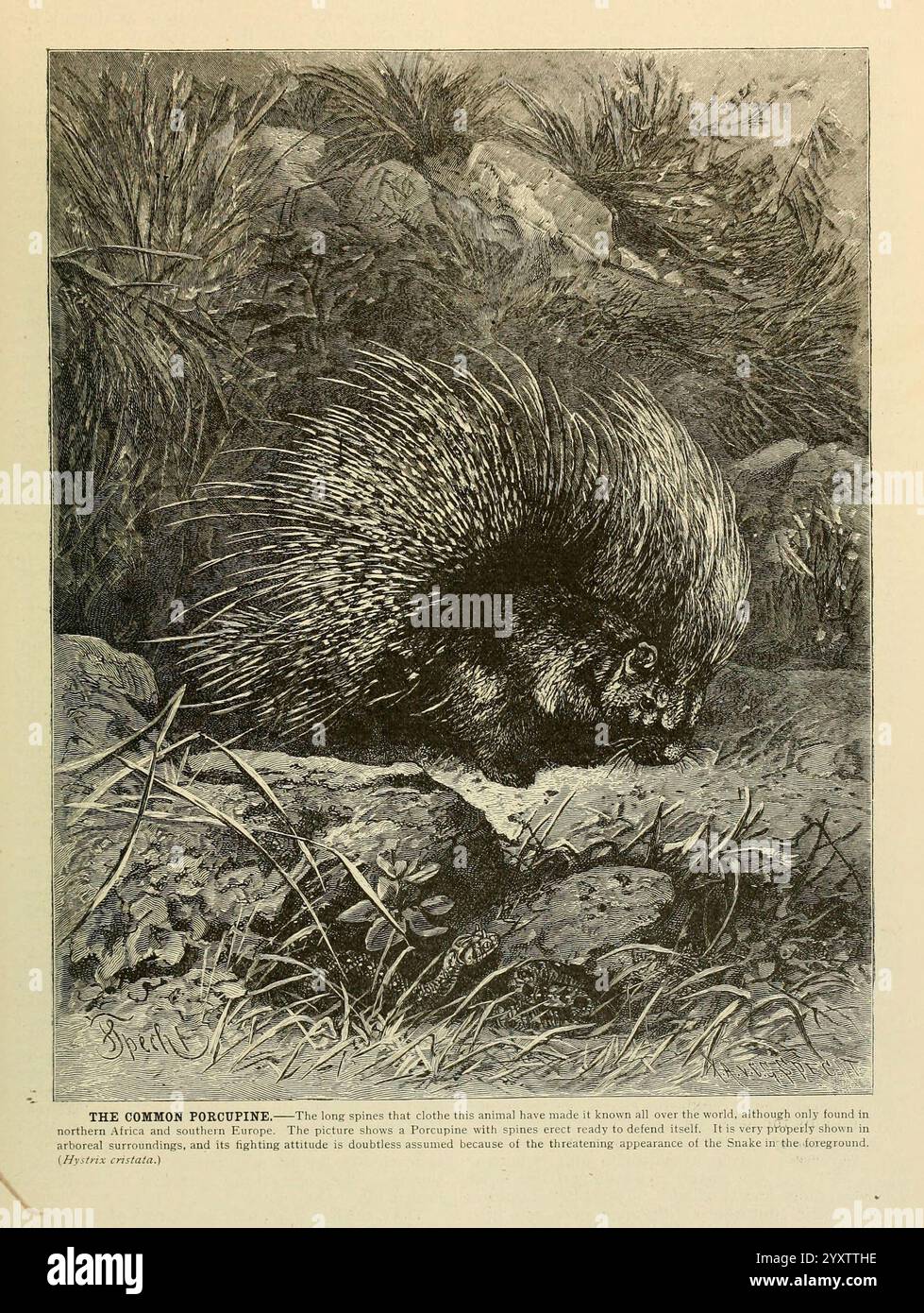 Brehm's Life of Animals, Volume 1, Mammalia Chicago, Marquis, 1895 ...