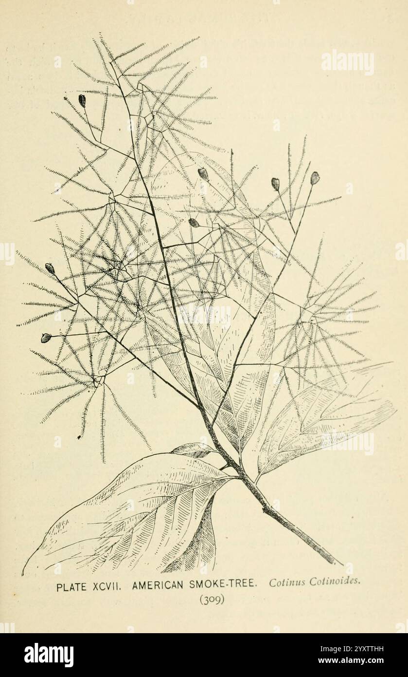 Colinus cotinoides hi-res stock photography and images - Alamy