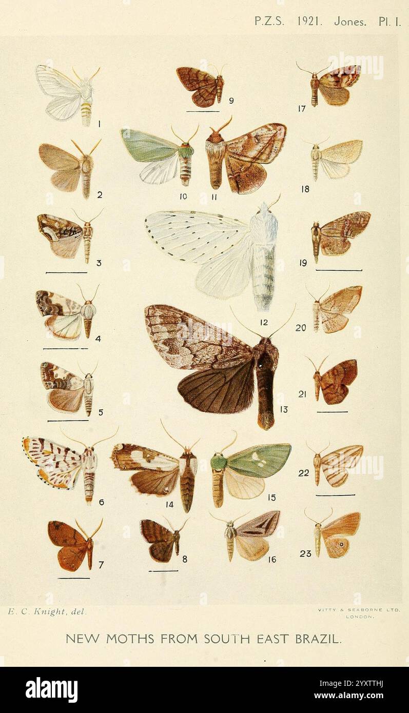 Diverse moth varieties hi-res stock photography and images - Alamy