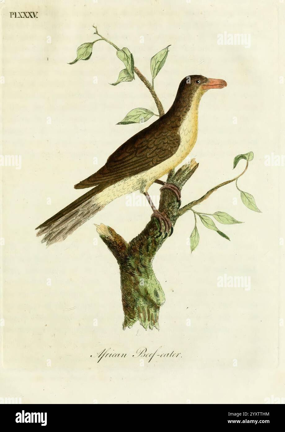 1821 1828 birds ox pictorial works hi-res stock photography and images ...